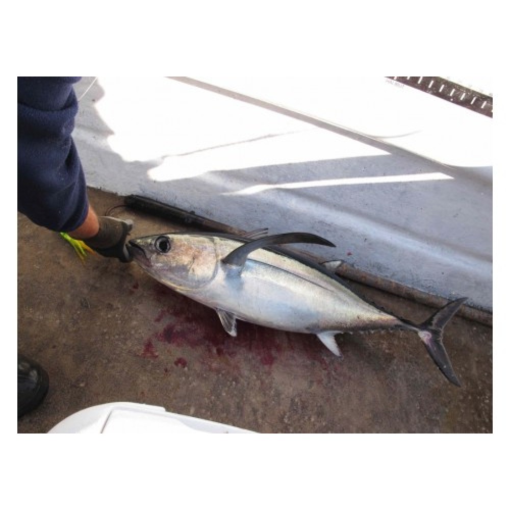 Wild-Albacore-Tuna